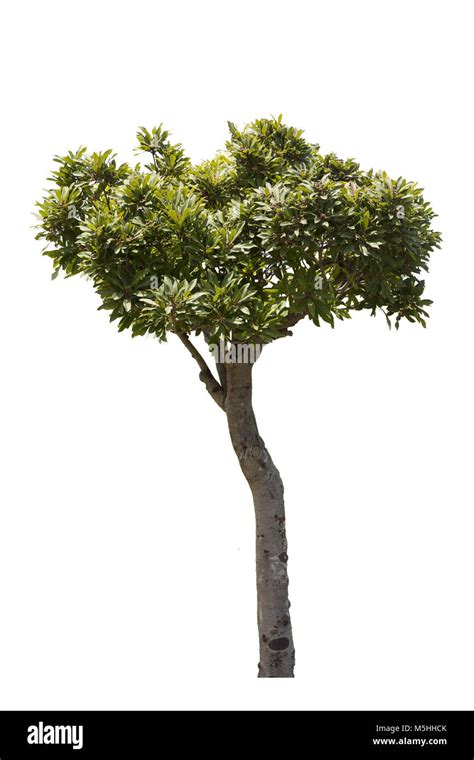 Tree With Green Leaves White Background Stock Photo Alamy