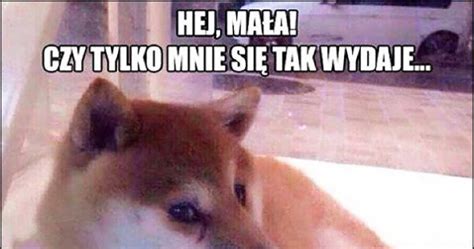 Pieseł Pies Hej Mała Czy Tylko Mnie Się Wydaje Czy Jesteś Po Prostu Wow Memy Y I śmieszne