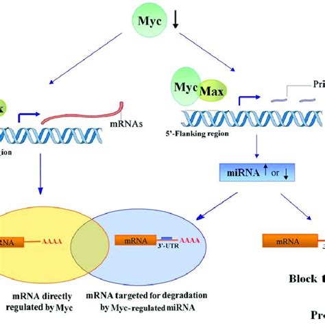 Schematic Representation Of C Myc Regulating Cell Proliferation And