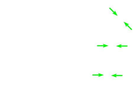 Tooth Development 11 Digital Histology