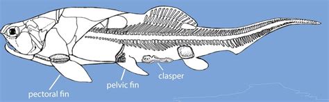 The First Vertebrate Sexual Organs Evolved As An Extra Pair Of Legs The First Vertebrate Sexual Organs Evolved As An Extra Pair Of Legs