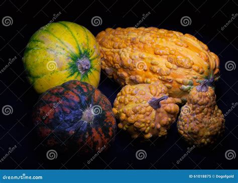 Bumpy Pumpkins In The Dark Stock Image Image Of Bumpy 61018875