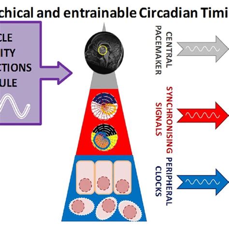 Schematic Representation Of The Circadian Timing System With Its Download Scientific Diagram