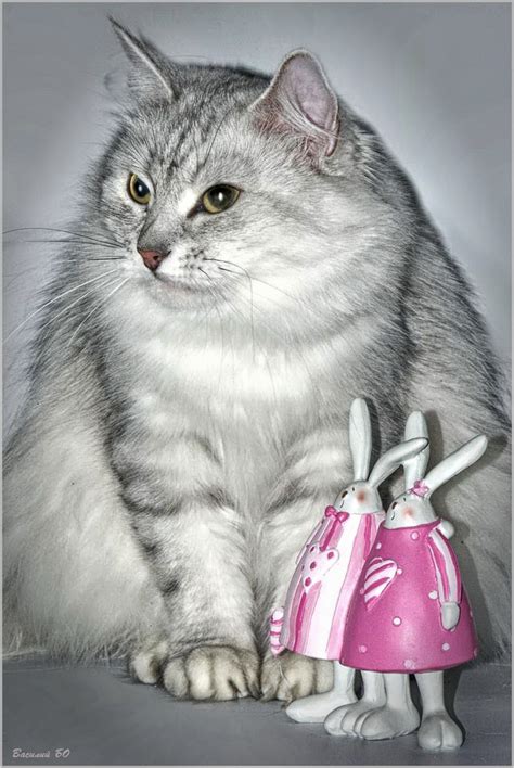 Сибиряк Пикабу