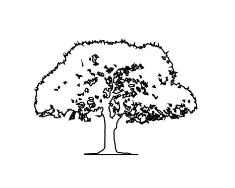 Tree Outline Svg Tree Clipart Tree Vector Tree Clipart Etsy