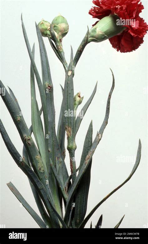 Rust Uromyces Caryophyllinus On Carnation Plant Dianthes Fungal