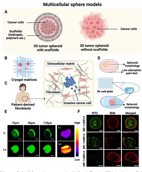 Figure 3 From Enhancing Drug Penetration In Solid Tumors Via Nanomedicine Evaluation Models