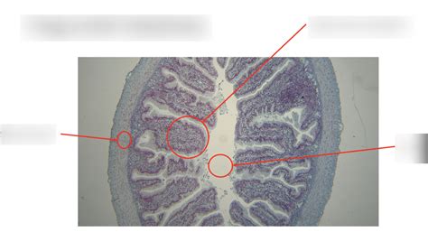Lab 8 Questions Diagram Quizlet
