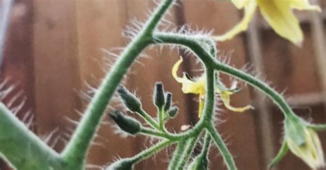 Fibonacci Album On Imgur