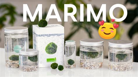 Marimo Come Curare Lalga Palla Degli Innamorati Youtube