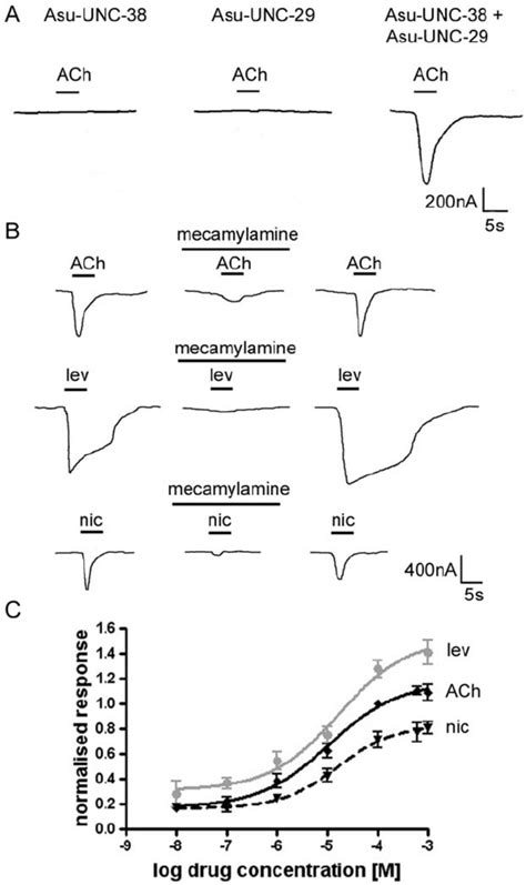 Two Electrode Voltage Clamp Electrophysiological Experiments On Xenopus