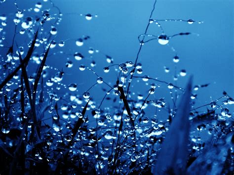 무료 이미지 자연 분기 겨울 이슬 식물 햇빛 꽃 서리 푸른 수분 동결 매크로 사진 3648x2736 182405 무료 이미지 Pxhere