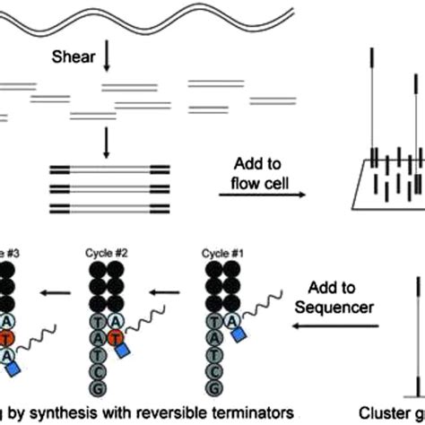 Luminex Xmap System Luminex Is Based On Microsphere Bead Technology