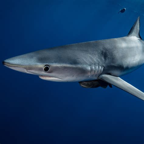 Ocean Tracking Network