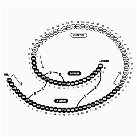 Premium Vector Human Insulin