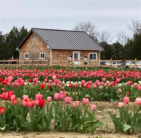 Pick Your Own Tulips Lorenzen Flower Farm