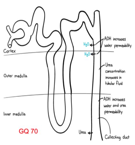 Psc2019 Macula Densa Tgf And Vasa Recta Flashcards Quizlet