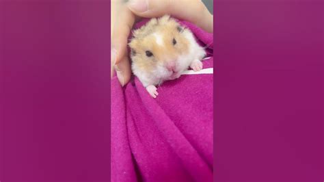 잠들랑말랑 햄스터 햄스터일상 Youtube