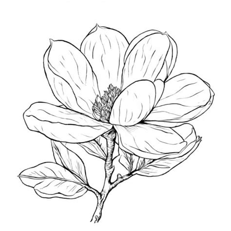 Download Magnolia Flower Drawing Coloring Pages Online Creative Fabrica