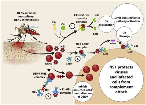Frontiers Dengue Infection Recent Advances In Disease 41 Off