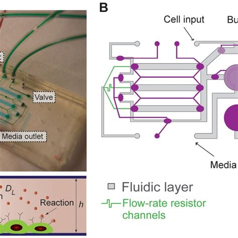 Microfluidic System A Image Of The Microfluidic Perfusion Device