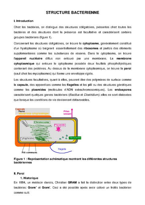 Structure Bacterienne Structure Bacterienne I Introduction Chez Les Bactéries On Distingue