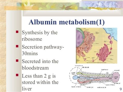 The Relationship Between Serum Albumin Concentration And Sarcopenia