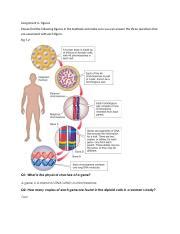 Understanding Genetics Through Figure Analysis Key Concepts And Course Hero