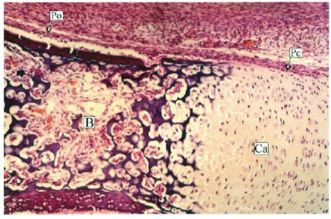Perichondrium Histology