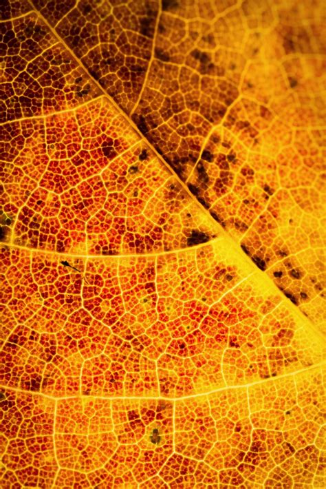 Autumn Leaf Texture 2155244 Stock Photo At Vecteezy