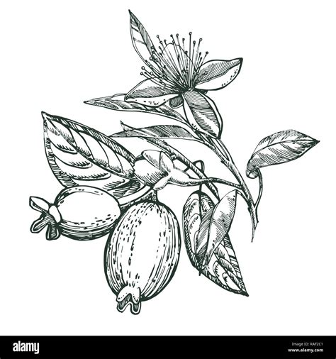 Collection Of Feijoa Fruit Flower Leaves And Feijoa Slice Graphic