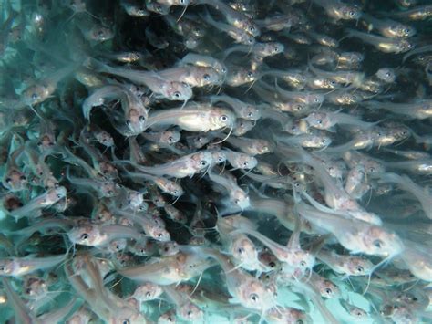 The Complete Beginners Guide To Noodling Catfish Outdoor Life