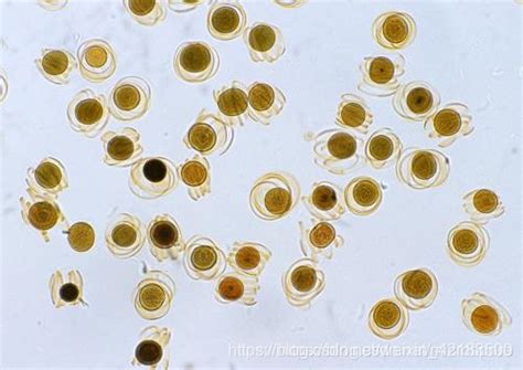 医学图像处理之python Opencv实用范例源码细胞计数python Csdn博客