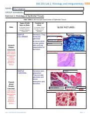 Week HistologyANDIntegumentary LabReport Pdf BIO Lab Histology And Integumentary