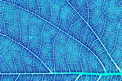 잎 텍스처 패턴 배경 그래픽 웹 사이트 서식 파일에 대 한입니다 봄 아름다움입니다 환경 및 생태 아이디어 컨셉 디자인입니다 색상 효과 사진입니다 0명에 대한 스톡 사진 및