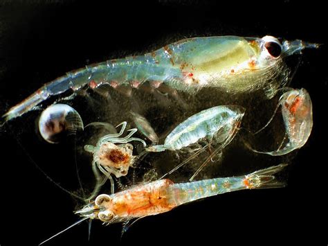 Plankton - scinexx.de