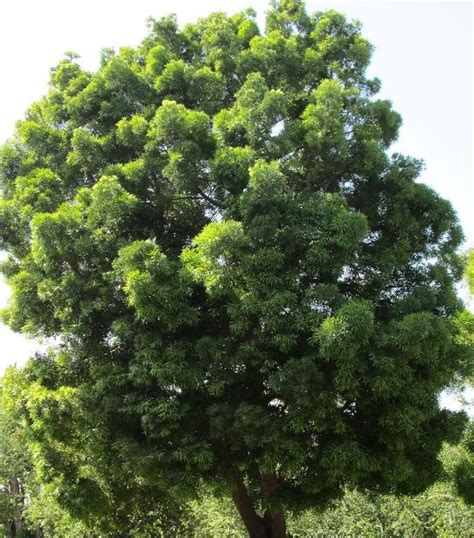 Podocarpus Falcatus ★ Podo Plantitude Kenya