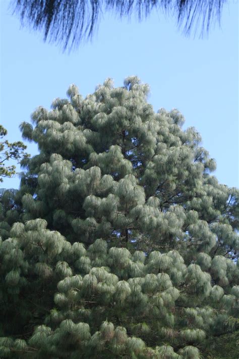 Pinus Pseudostrobus Trees And Shrubs Online
