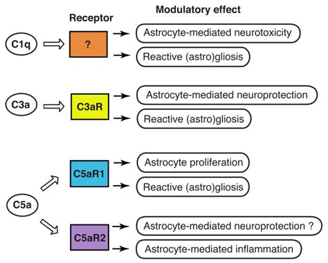 The Complement System As An Astrocyte Effector Astrocytes May Exert Download Scientific