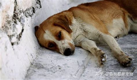 狗狗临死前为何离家出走背后的真相不简单 知乎