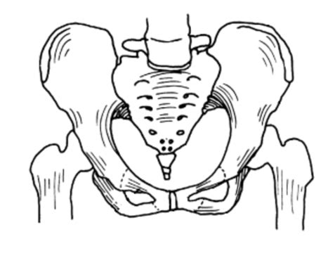 Pelvic Girdle Diagram Quizlet