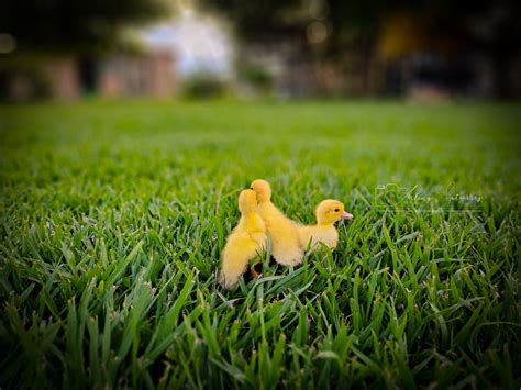 Patitos Tiernos