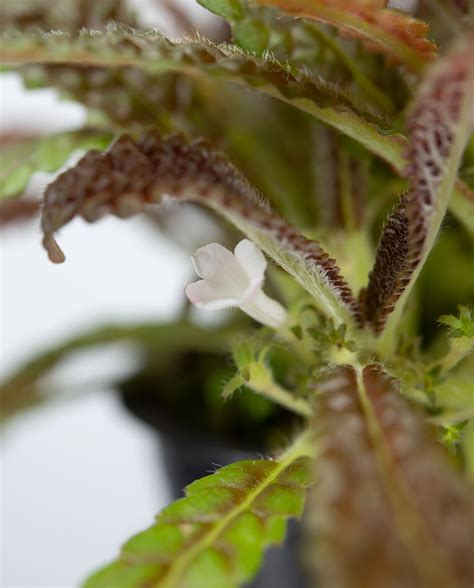 Nautilocalyx Pemphidius Online Kaufen Farnwerk Design Lebt