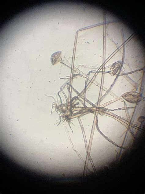 石蜡组织切片保存 知乎