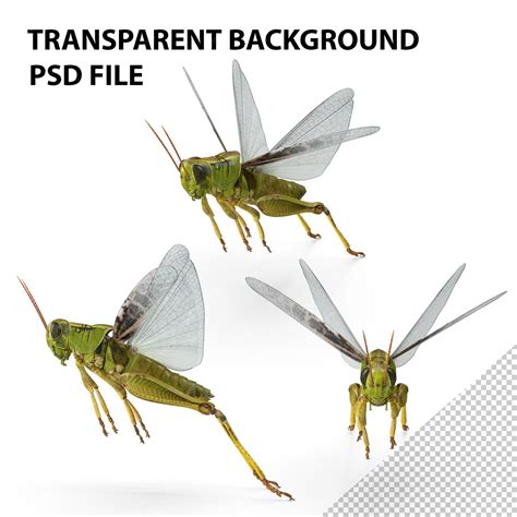 Premium Psd Grasshopper Jumping Pose Png Premium Psd Grasshopper Jumping Pose Png