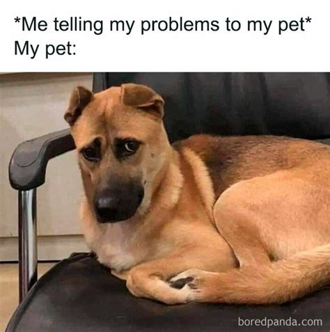 A Selection Of The Most Relatable Memes You Ll Find Bored Panda