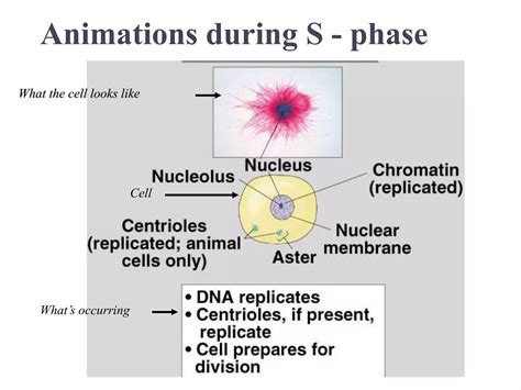 Cel Cycle And Its Regulation Pptx