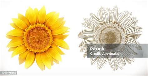 해바라기입니다 3d 리얼리즘 그리고 조각 스타일입니다 벡터 일러스트 레이 션 해바라기에 대한 스톡 벡터 아트 및 기타 이미지 해바라기 3차원 형태 꽃 식물 Istock