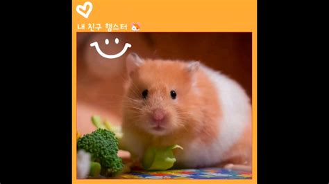 🐹 내 친구 햄스터 노래하는 아이들 작사 곡 이성혜 Youtube