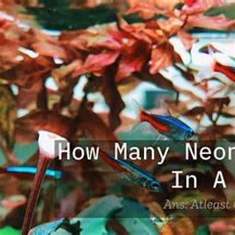 How Many Tetras Should You Keep Together Diy Seattle